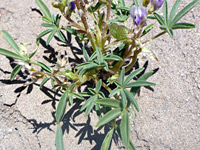 Rusty Lupine, Lupinus Pusillus
