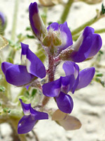 Rusty Lupine, Lupinus Pusillus