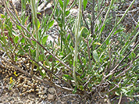 Rough Mendora, Menodora Scabra