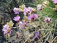 Narrowleaf Four O'Clock, Mirabilis Linearis