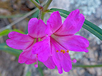 Narrowleaf Four O'Clock, Mirabilis Linearis