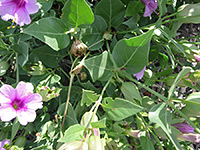 Desert Four O'Clock, Mirabilis Multiflora