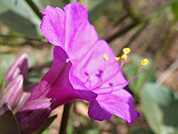 Desert Four O'Clock, Mirabilis Multiflora