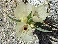 Ghost Flower, Mohavea Confertiflora