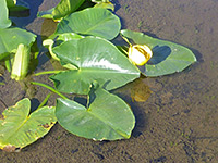 Great Yellow Pond-Lily, Nuphar Polysepala