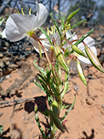 Pale Evening Primrose, Oenothera Pallida