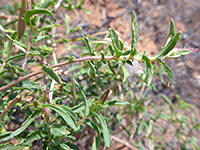 Pale Evening Primrose, Oenothera Pallida