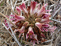California Broomrape, Orobanche Californica