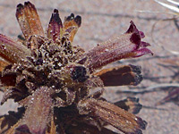Desert Broomrape, Orobanche Cooperi