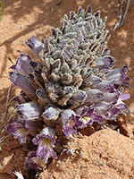 Desert Broomrape, Orobanche Cooperi