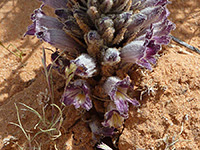 Desert Broomrape, Orobanche Cooperi