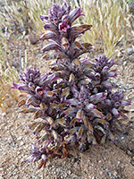 Desert Broomrape, Orobanche Cooperi