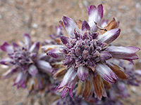 Desert Broomrape, Orobanche Cooperi
