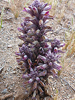 Desert Broomrape, Orobanche Cooperi