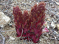 Desert Broomrape, Orobanche Cooperi