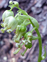 One-Sided Wintergreen, Orthilia Secunda