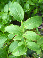 One-Sided Wintergreen, Orthilia Secunda