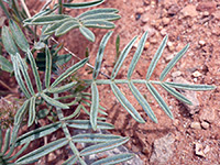 Purple Locoweed, Oxytropis Lambertii