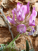 Purple Locoweed, Oxytropis Lambertii
