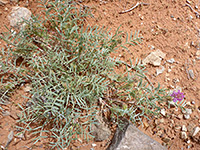 Purple Locoweed, Oxytropis Lambertii