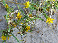 Chinchweed, Pectis Papposa