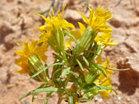 Chinchweed, Pectis Papposa