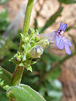 Low Beardtongue, Penstemon Humilis