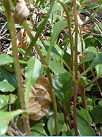 Low Beardtongue, Penstemon Humilis