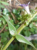 Low Beardtongue, Penstemon Humilis