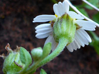 Fringed Rockdaisy, Perityle Ciliata