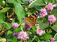 Water Smartweed, Persicaria Amphibia