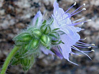 Wild Heliotrope, Phacelia Distans
