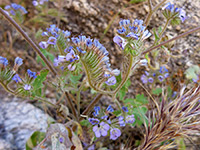 Wild Heliotrope, Phacelia Distans