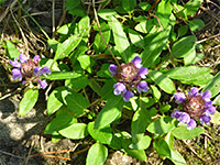 Common Self-Heal, Prunella Vulgaris