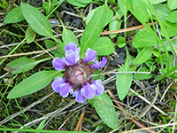 Common Self-Heal, Prunella Vulgaris