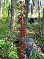 Woodland Pinedrops, Pterospora Andromedea
