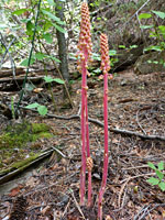 Woodland Pinedrops, Pterospora Andromedea