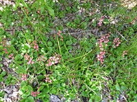 Pink Wintergreen, Pyrola Asarifolia