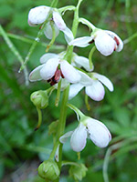 Pink Wintergreen, Pyrola Asarifolia