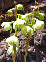 Green-Flowered Wintergreen, Pyrola Chlorantha
