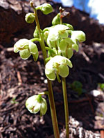 Green-Flowered Wintergreen, Pyrola Chlorantha