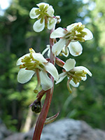 White Veined Wintergreen, Pyrola Picta