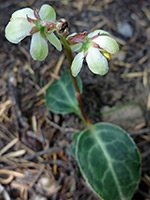 White Veined Wintergreen, Pyrola Picta