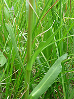Curly Head Goldenweed, Pyrrocoma Crocea