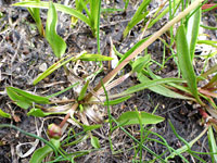 Plantain-leaf Buttercup, Ranunculus Alismifolius
