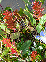 Queen's Crown, Rhodiola Rhodantha