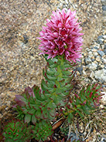 Western USA wildflowers: Queen's Crown, Rhodiola Rhodantha