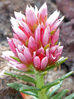 Queen's Crown, Rhodiola Rhodantha