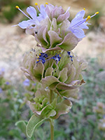 Blue Sage, Salvia Dorrii