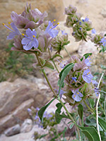 Blue Sage, Salvia Dorrii